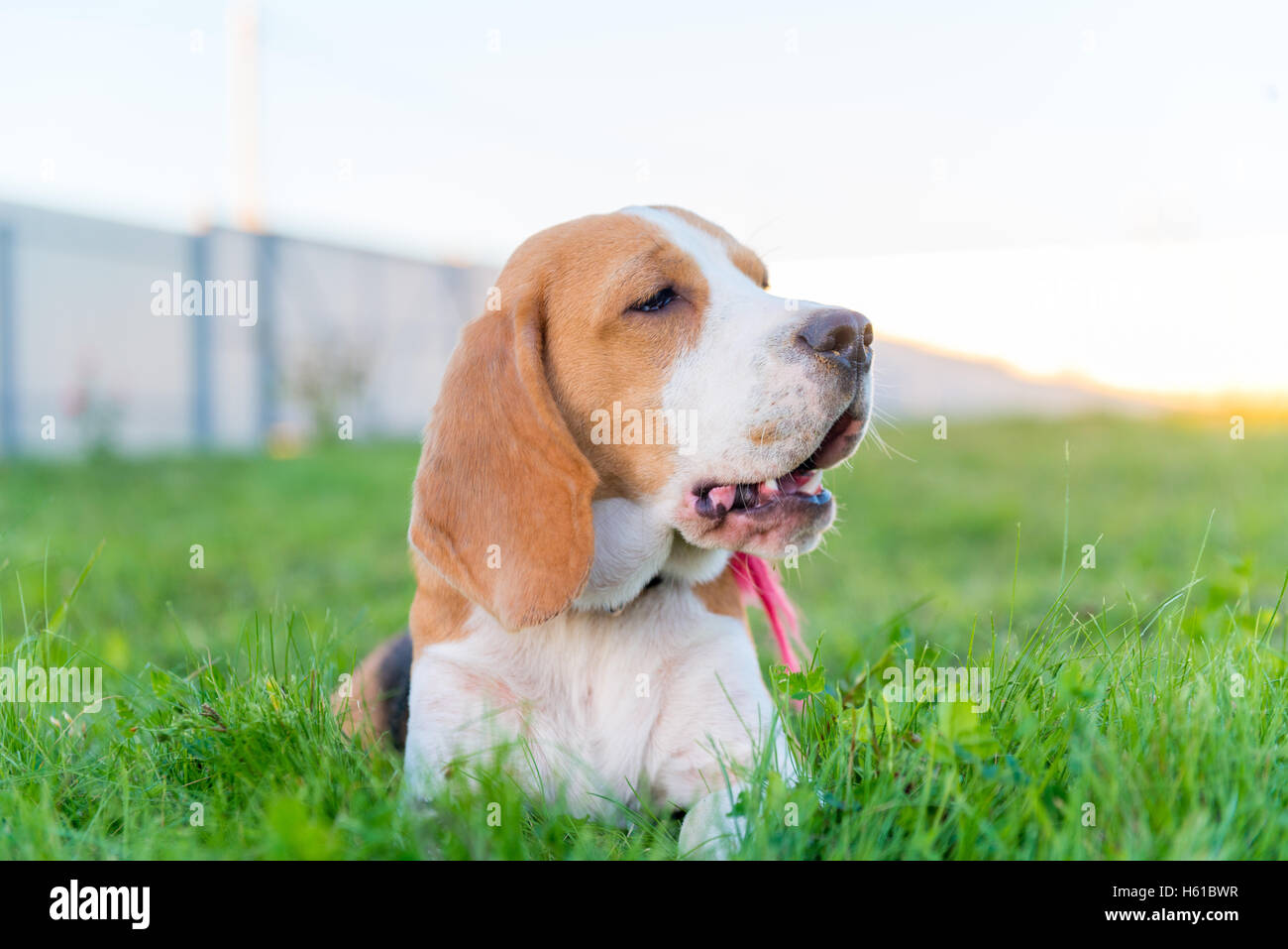 Beagle profile hi-res stock photography and images - Alamy