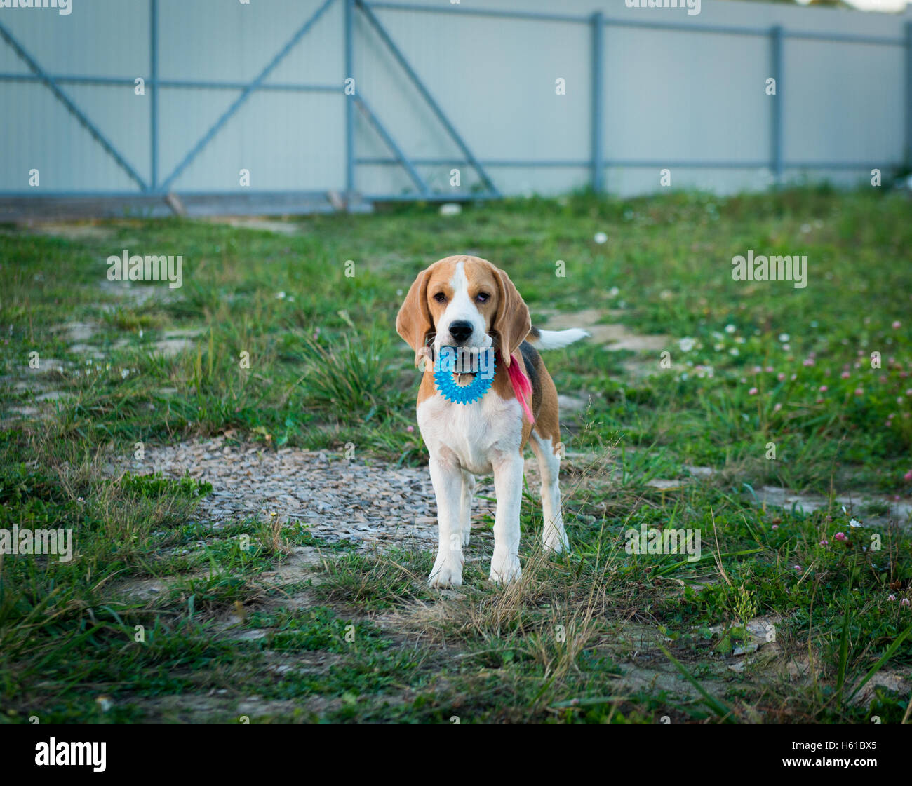 Cute beagle portrait Stock Photo - Alamy