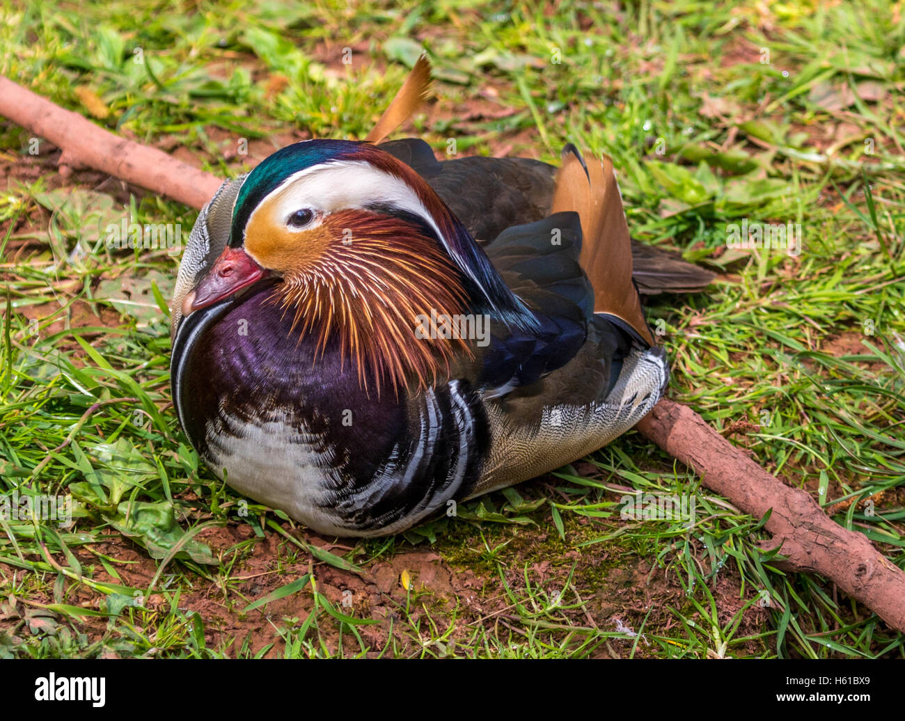 Mandarin Duck resting Stock Photo - Alamy
