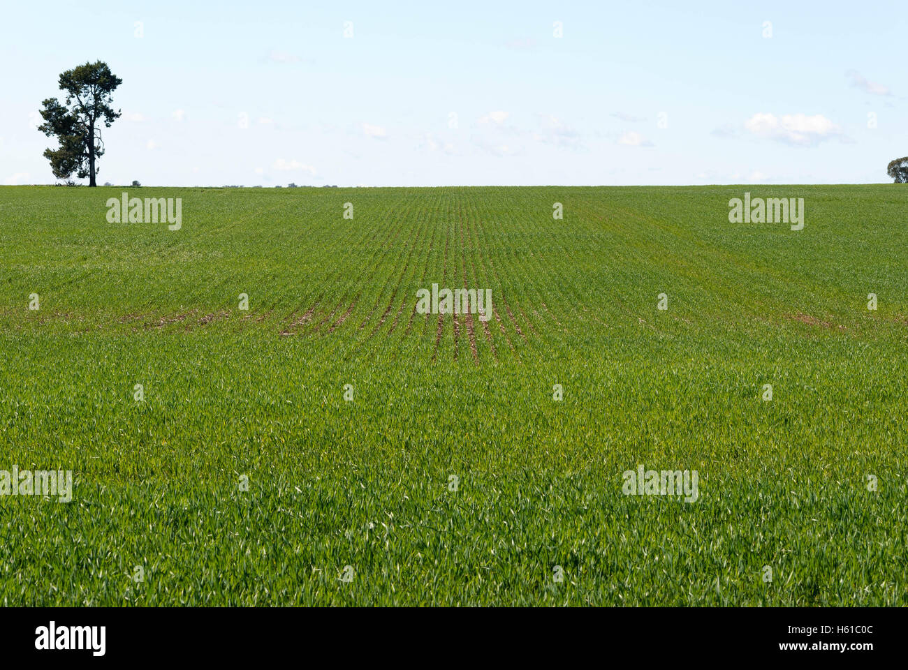 Rural paddock hi-res stock photography and images - Alamy
