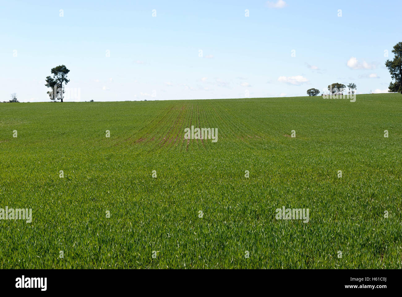 rows of young cereal crop on sloping paddock with clouds in sky Stock ...