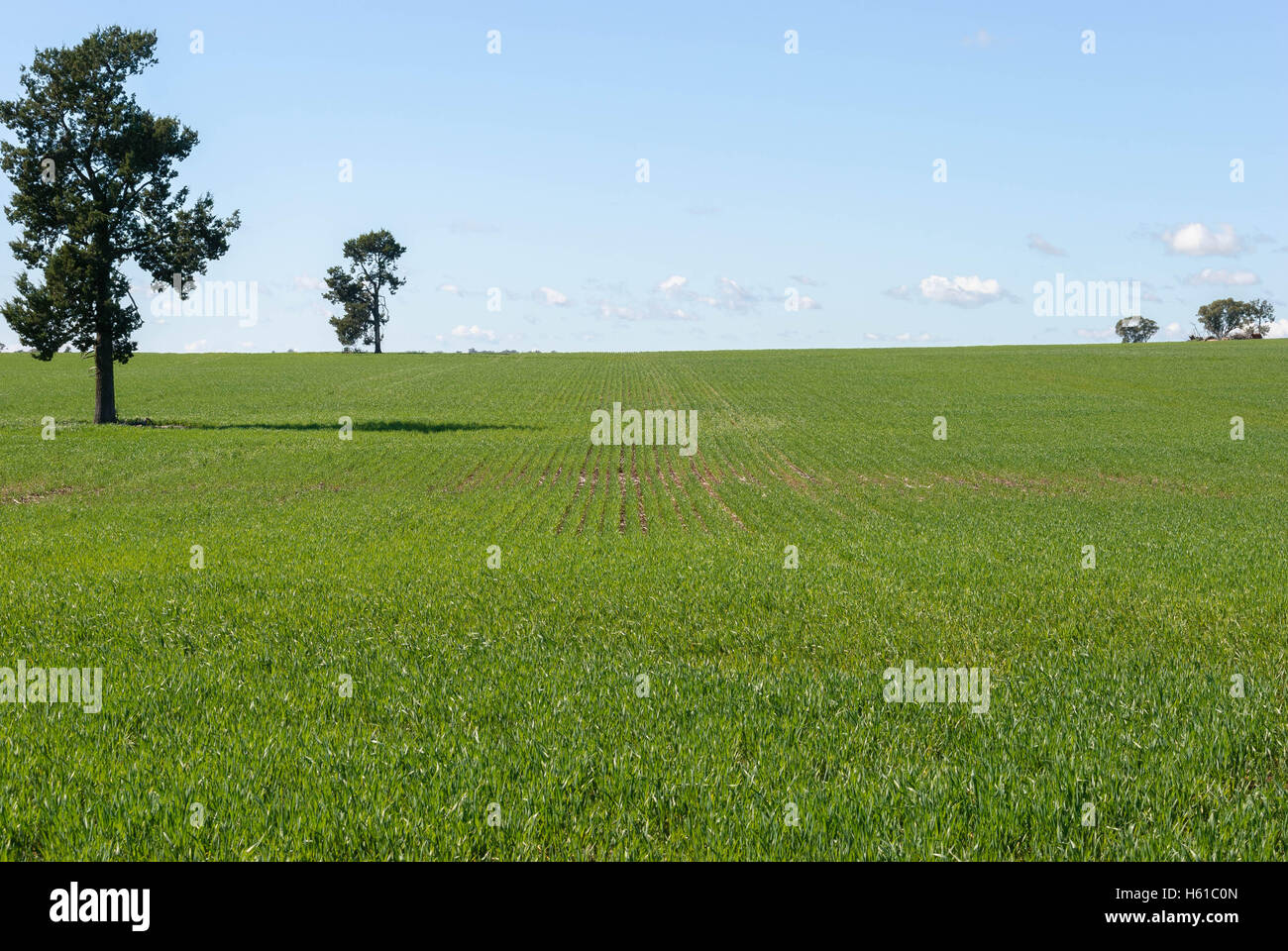 rows of healthy cereal crop on sloping field with trees and clouds in ...