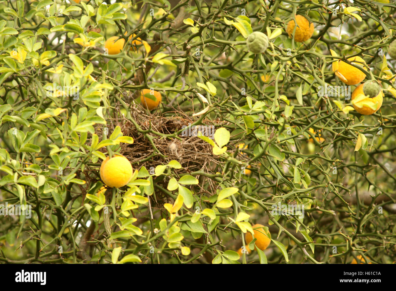 Heavy with lemons hi-res stock photography and images - Alamy