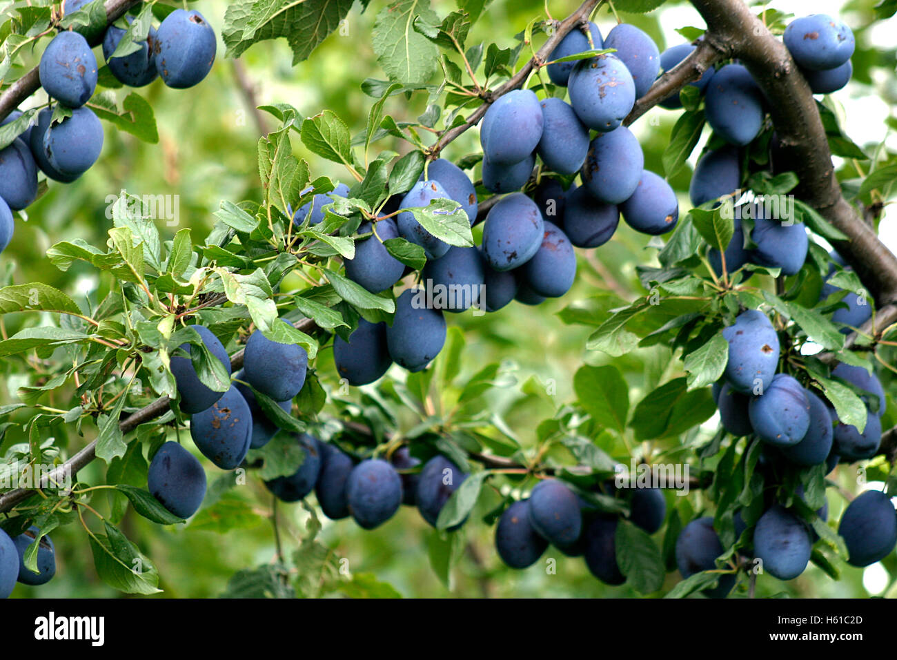 Prunes tree hi-res stock photography and images - Alamy