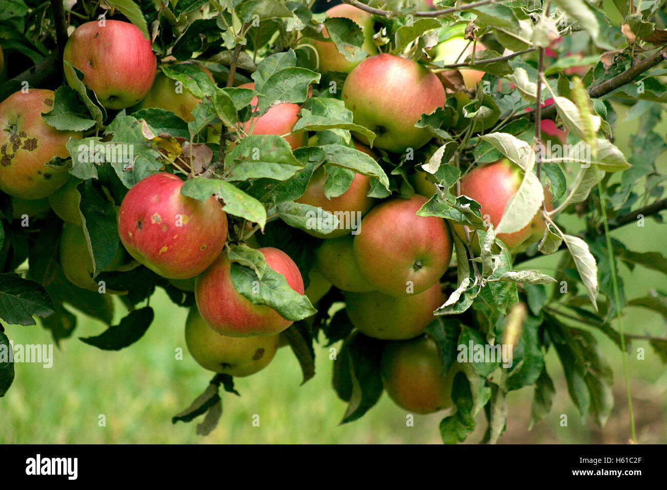 Ripe apples on the branch Stock Photo - Alamy