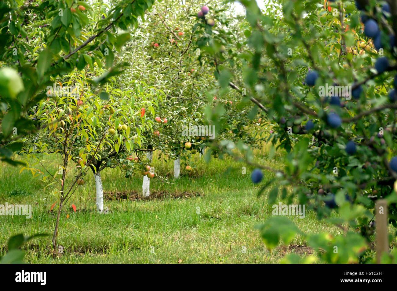 Various fruit trees in an orchard in Romania Stock Photo - Alamy