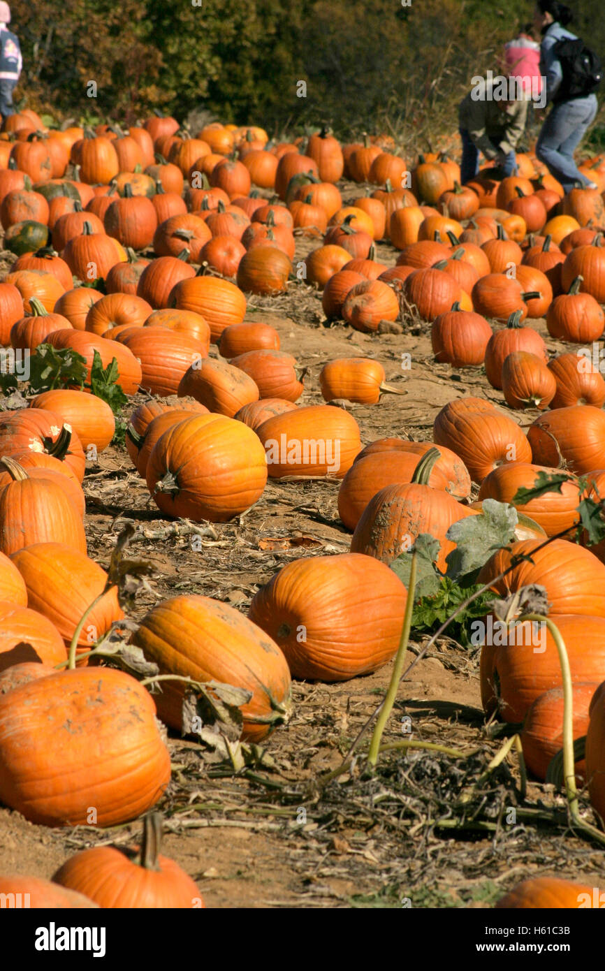 Variety of pumpkins for sale at farm, with people picking theirs in the ...