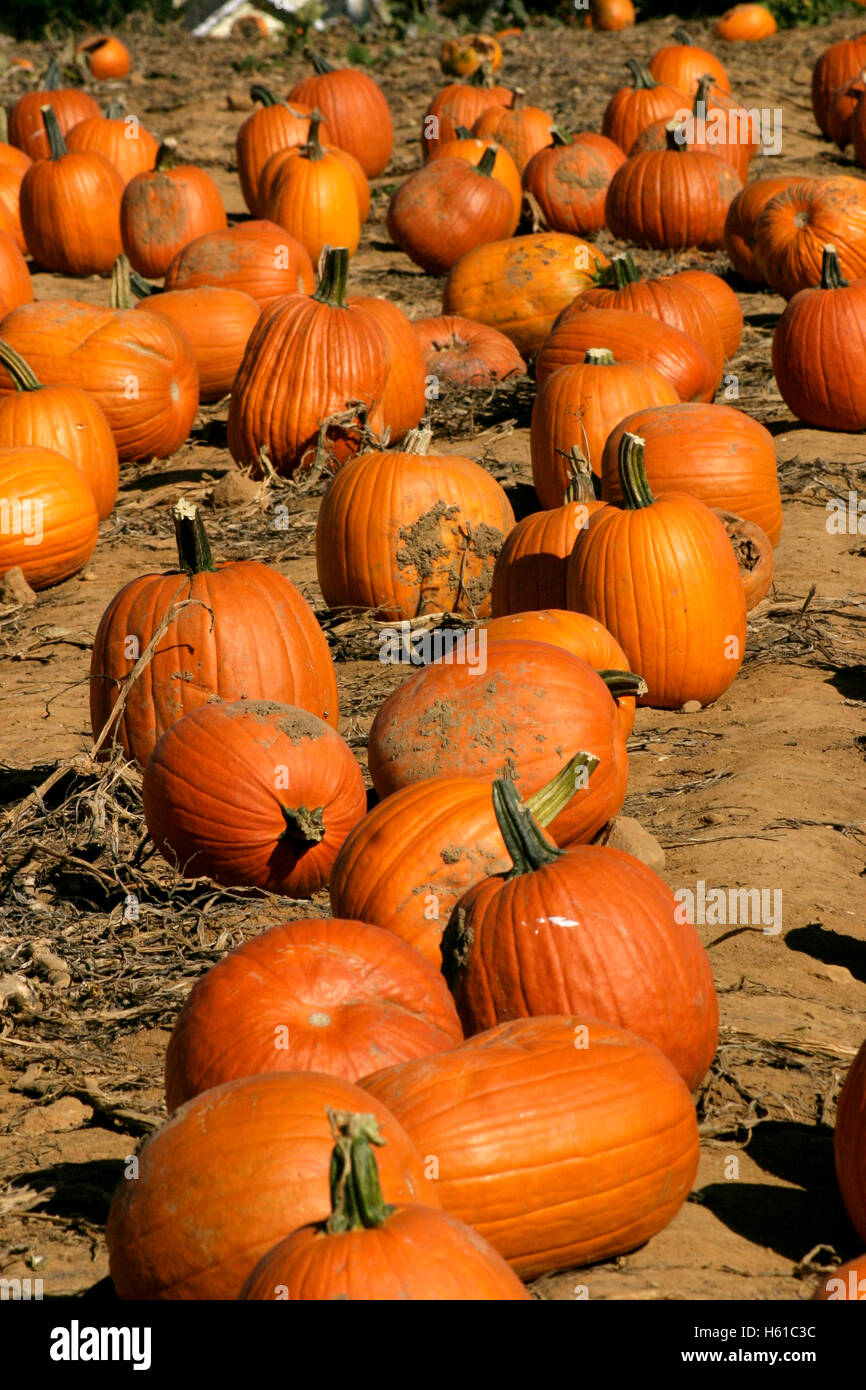 Variety of pumpkins for sale at farm Stock Photo - Alamy