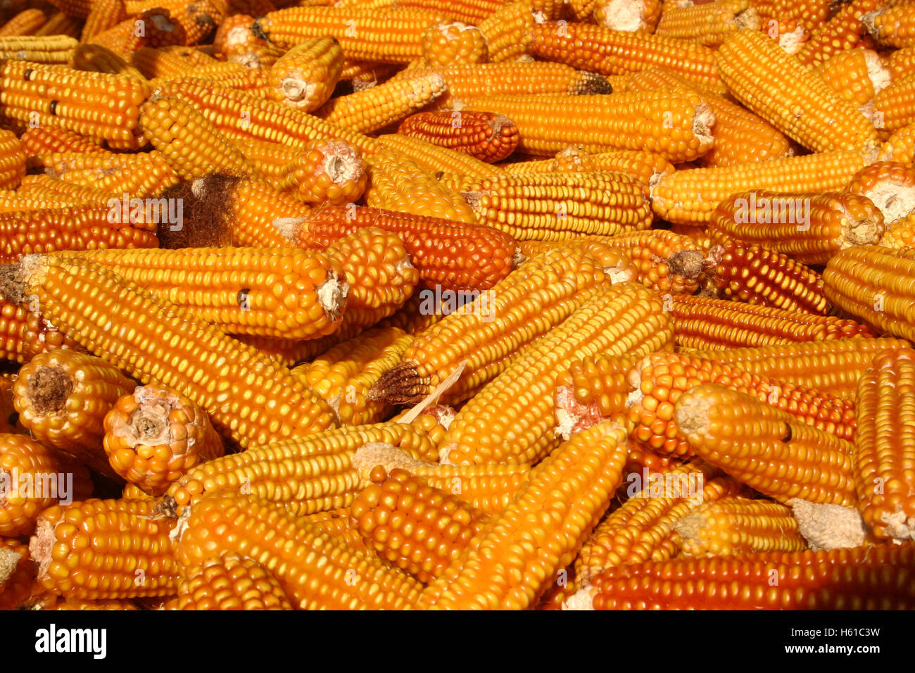 Detail of dry corn on the cob Stock Photo - Alamy