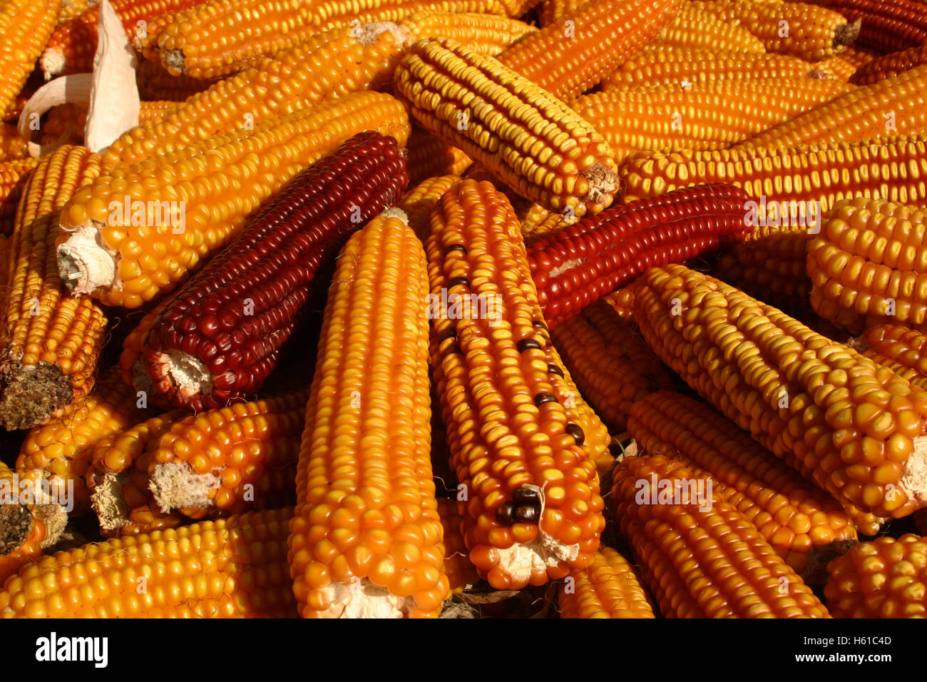 Detail of dry corn on the cob Stock Photo - Alamy