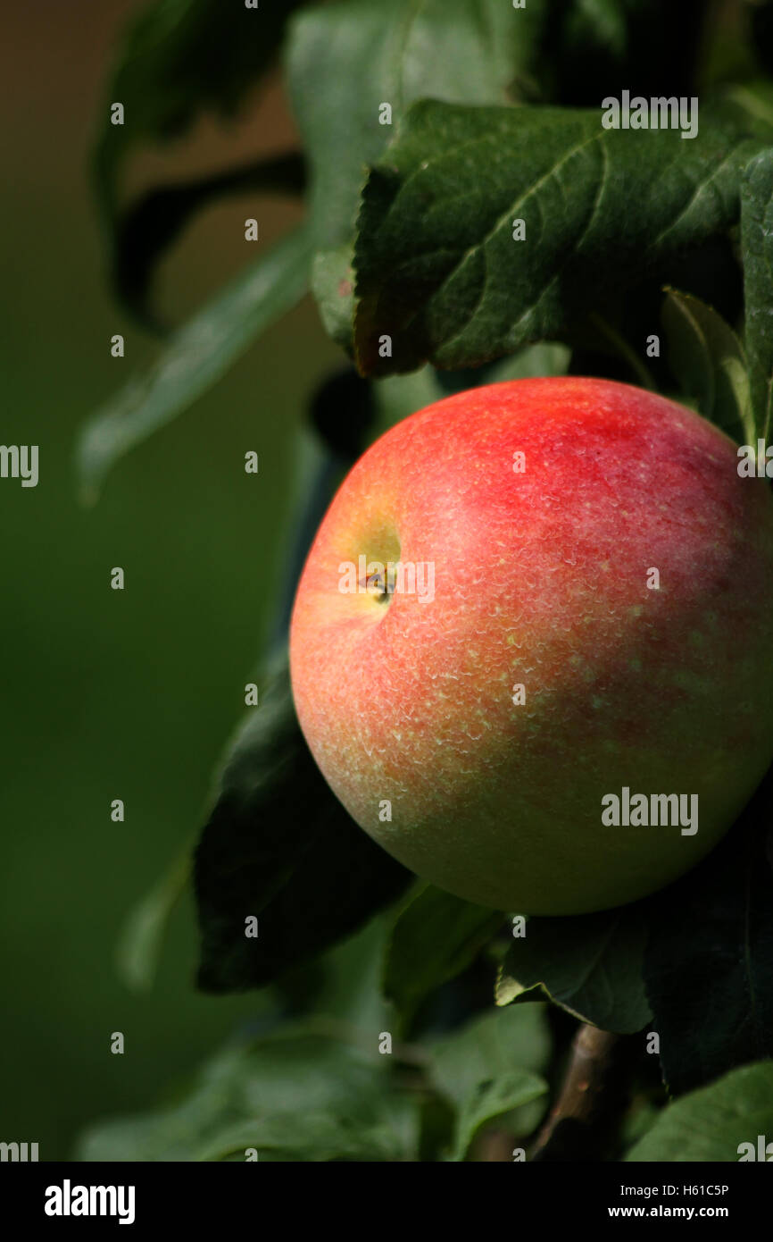 Ripe apples on the branch Stock Photo - Alamy