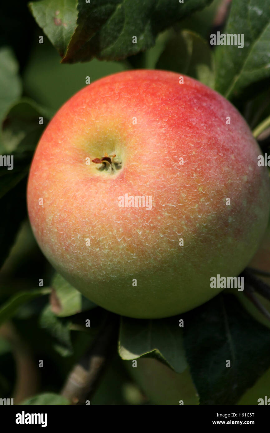 Ripe apple on the branch Stock Photo - Alamy