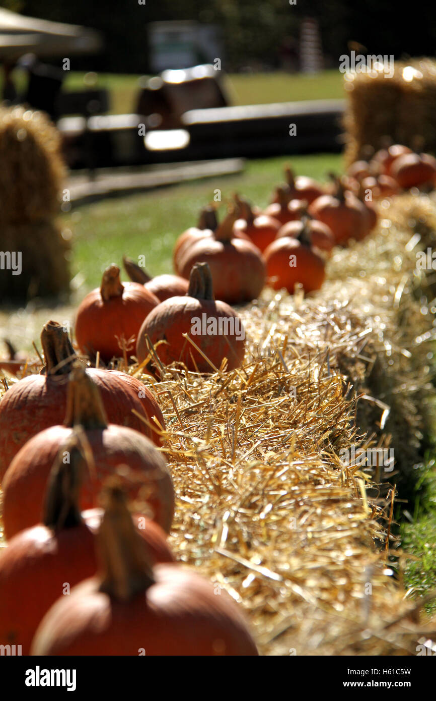 Road pumpkin patch pumpkins hi-res stock photography and images - Alamy