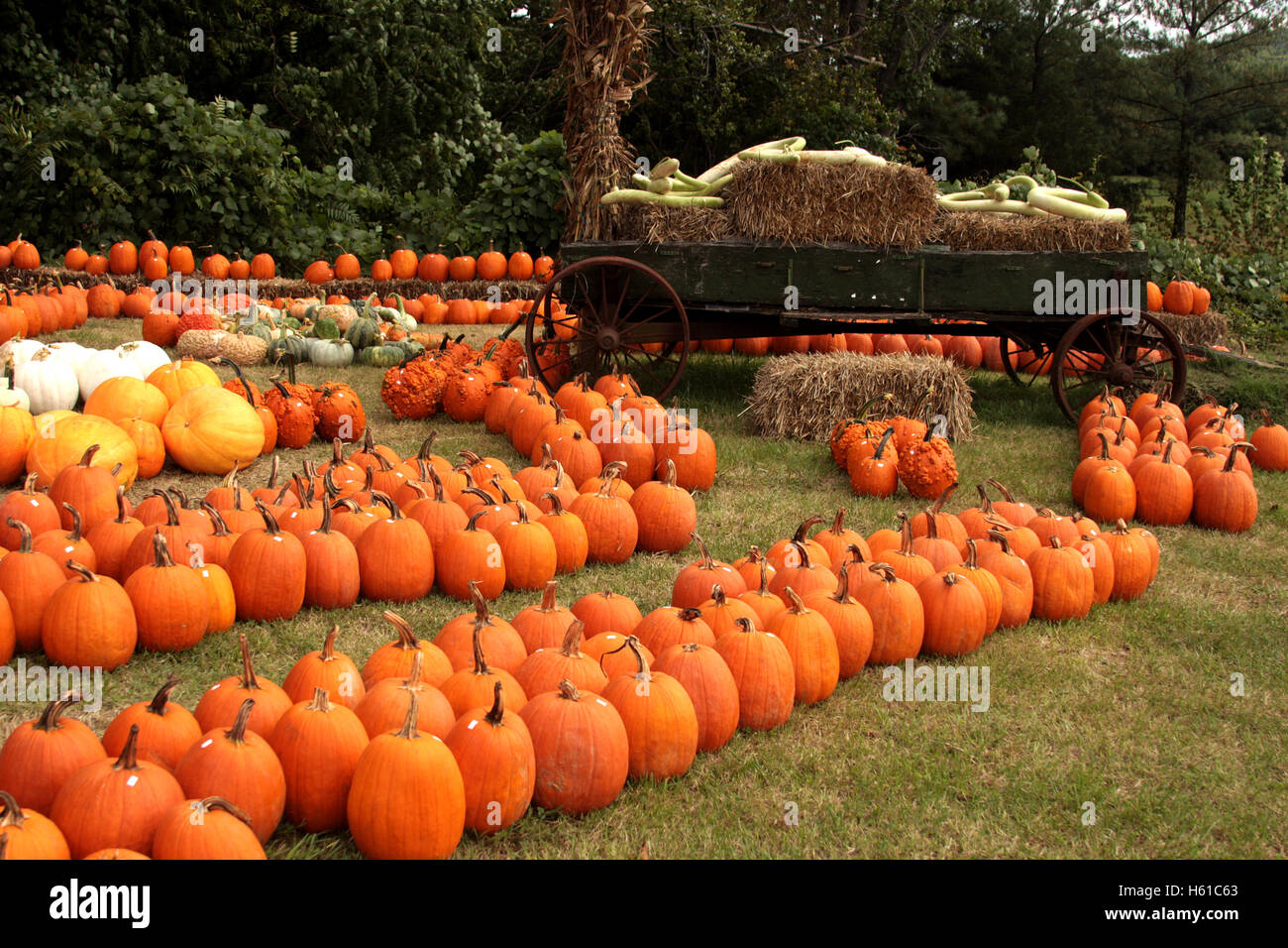 Variety of pumpkins for sale at farm Stock Photo - Alamy