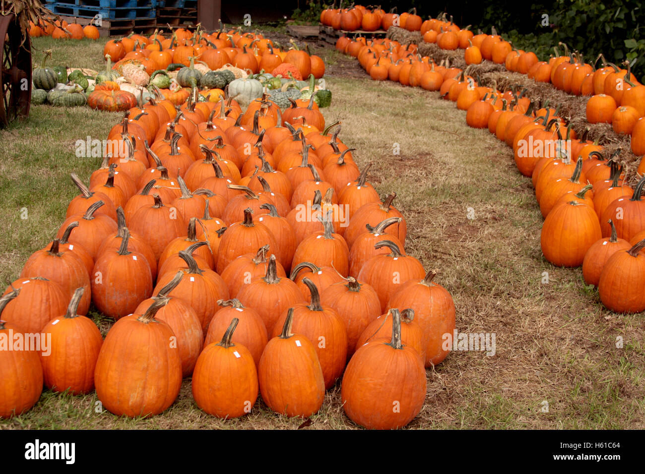 Variety of pumpkins for sale at farm Stock Photo - Alamy