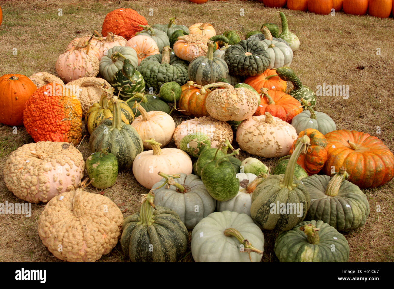 Variety of pumpkins for sale at farm Stock Photo - Alamy