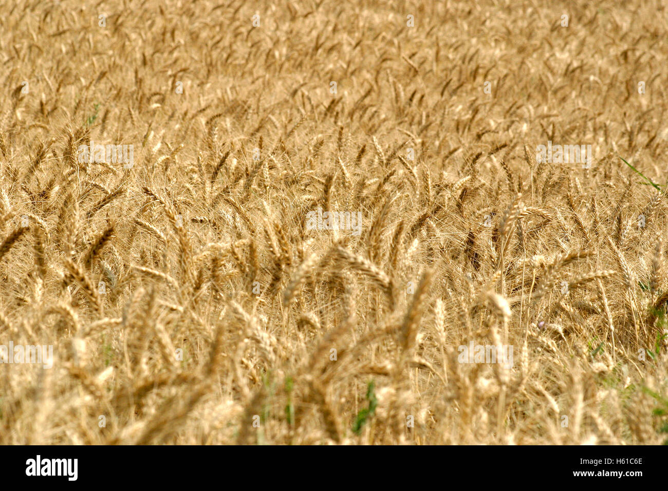 C}lose-up of old wheat field Stock Photo - Alamy