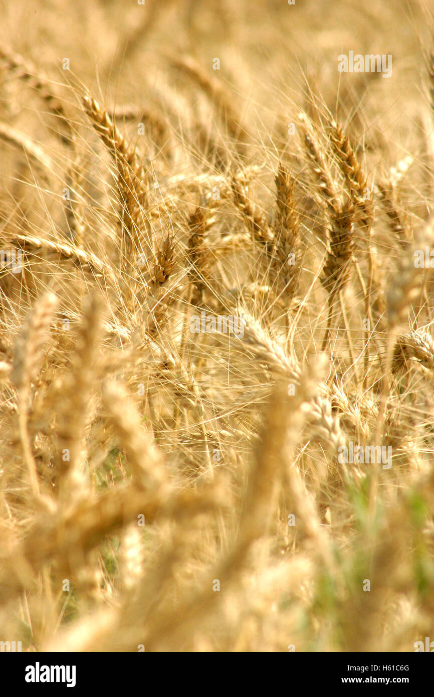 C}lose-up of old wheat field Stock Photo - Alamy