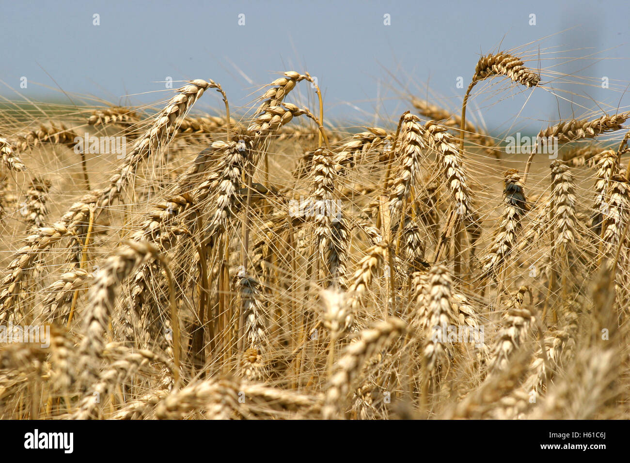C}lose-up of old wheat field Stock Photo - Alamy