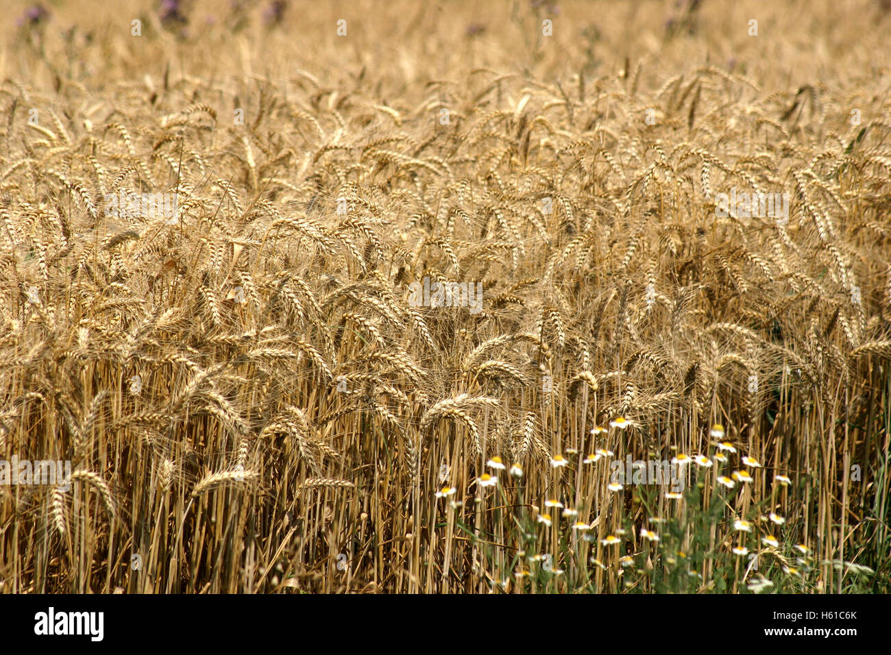 C}lose-up of old wheat field Stock Photo - Alamy