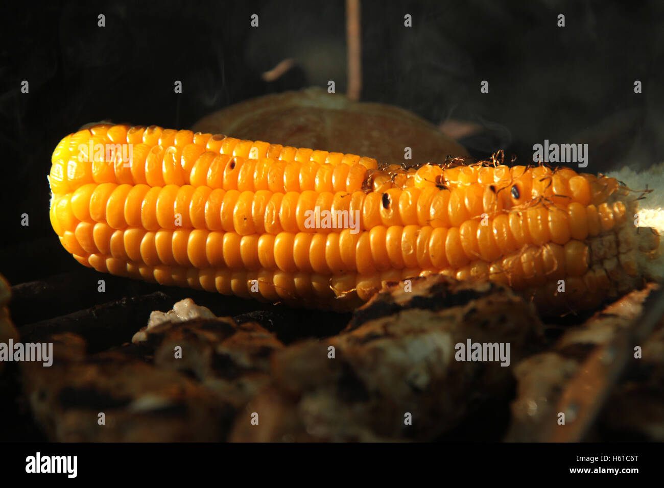 Close-up of corn grilled at outdoor camping Stock Photo - Alamy