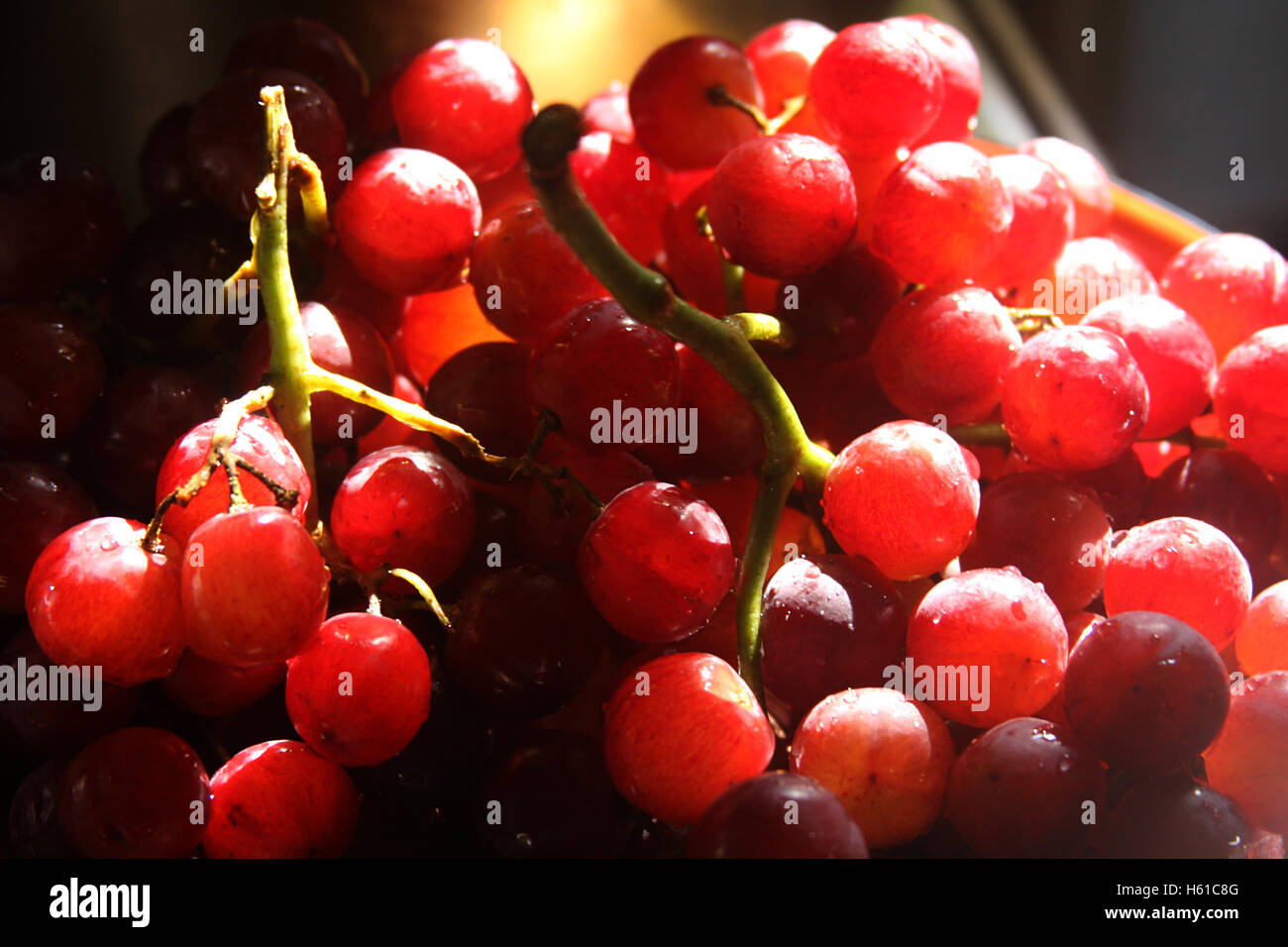 Harvest of concord grapes hi-res stock photography and images - Alamy