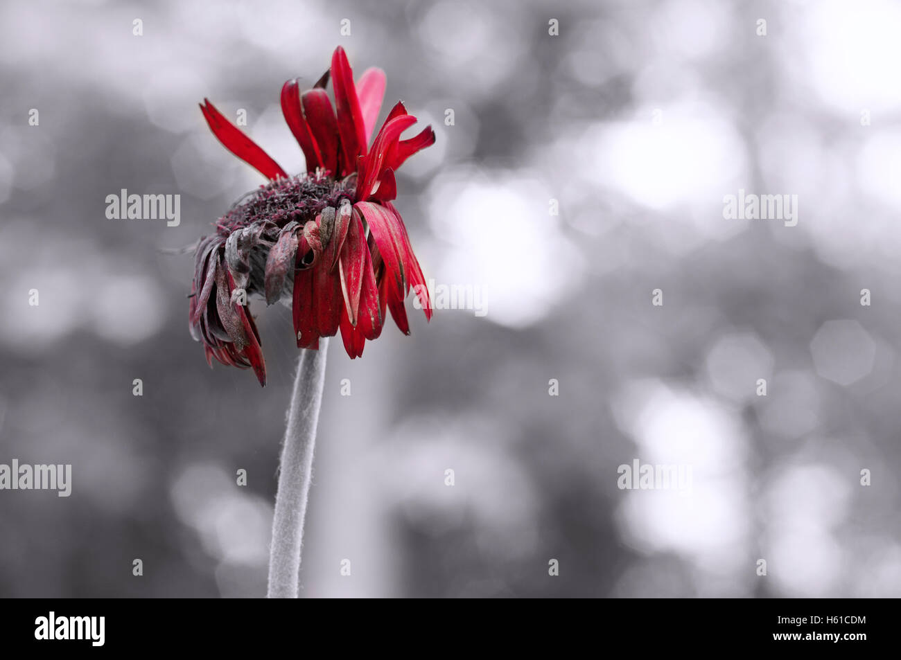 Dead daisy hi-res stock photography and images - Alamy