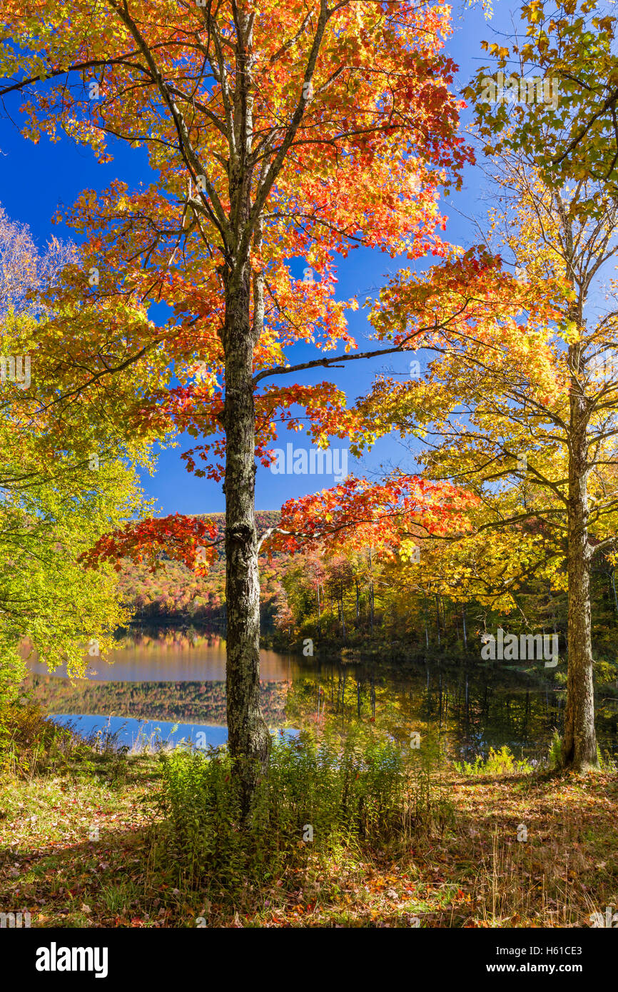 Two sugar maple trees on the shore of peaceful Big Pond reflecting ...