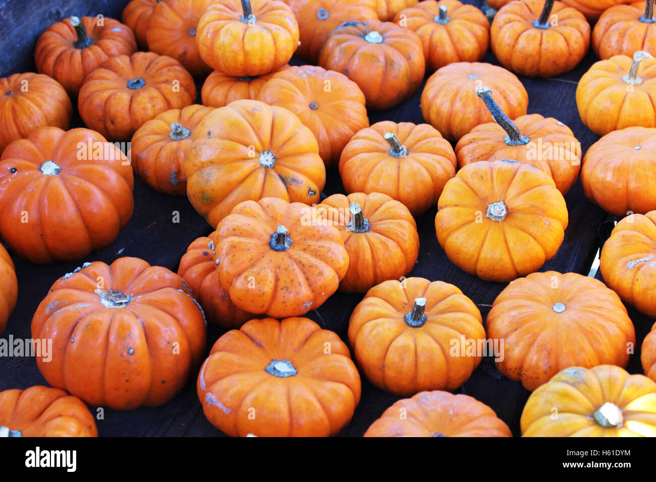 a group of miniature pumpkins in a pile Stock Photo - Alamy