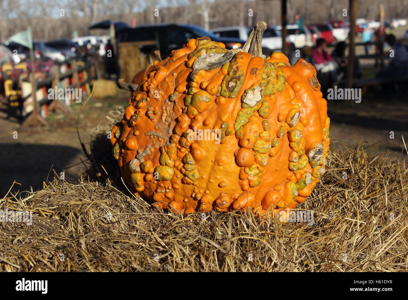 large orange pumpkin with lumps on it sitting on hay bale Stock Photo ...