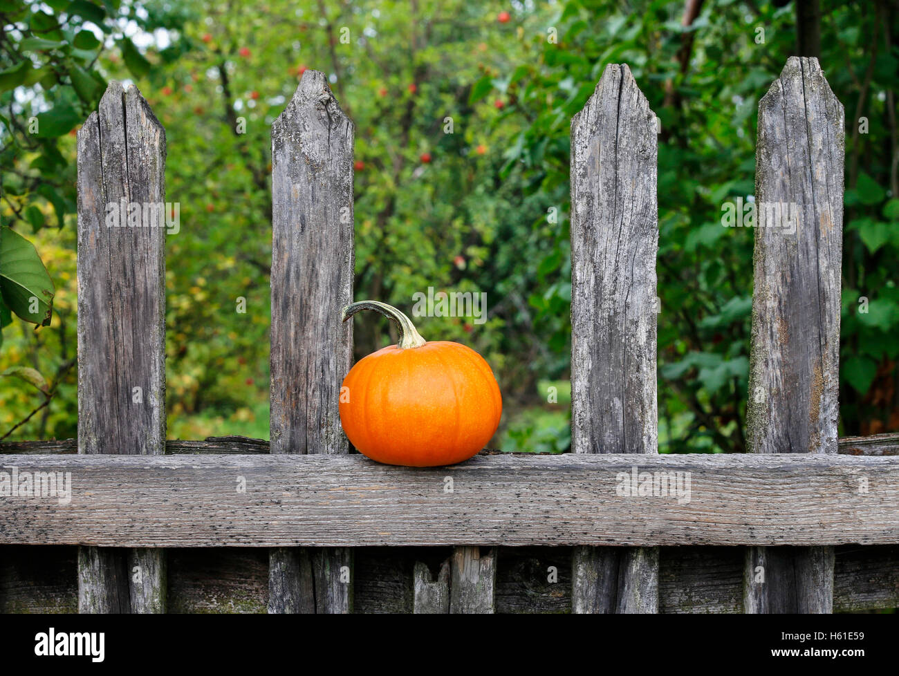 Pumpkins on the wooden fence. Autumn decoration Stock Photo - Alamy