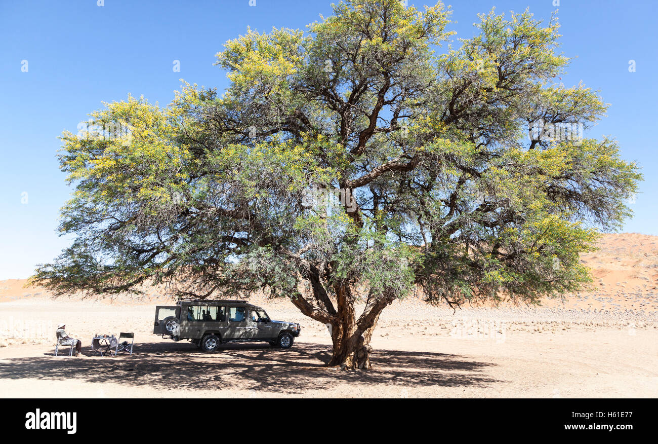 Acacia shade hi-res stock photography and images - Alamy