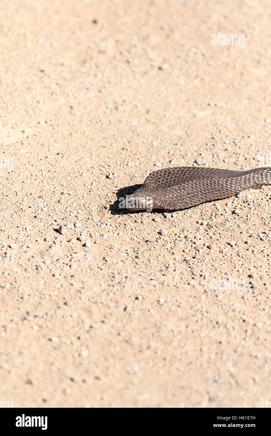 Desert cobra hi-res stock photography and images - Alamy