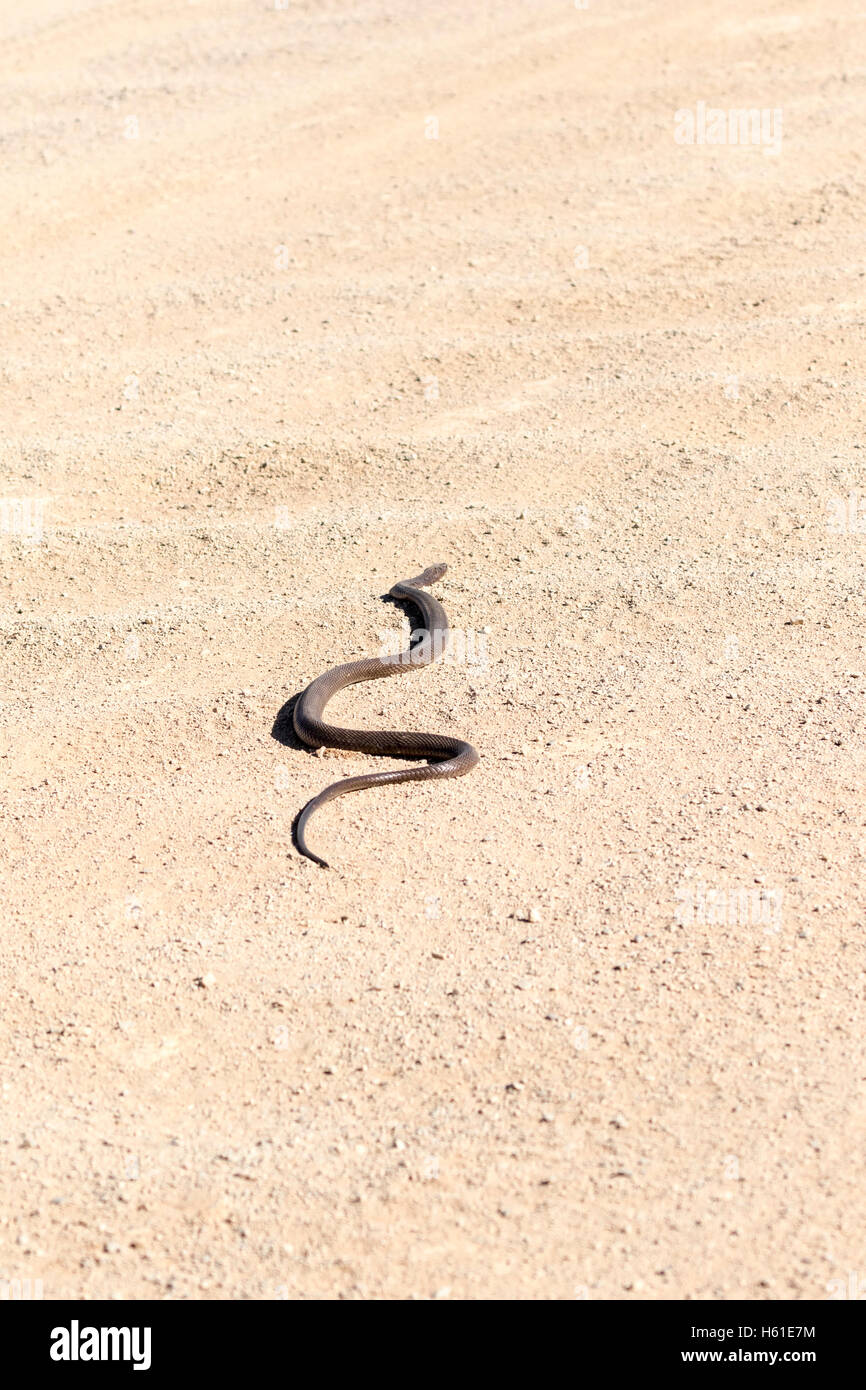 Desert cobra snake hi-res stock photography and images - Alamy