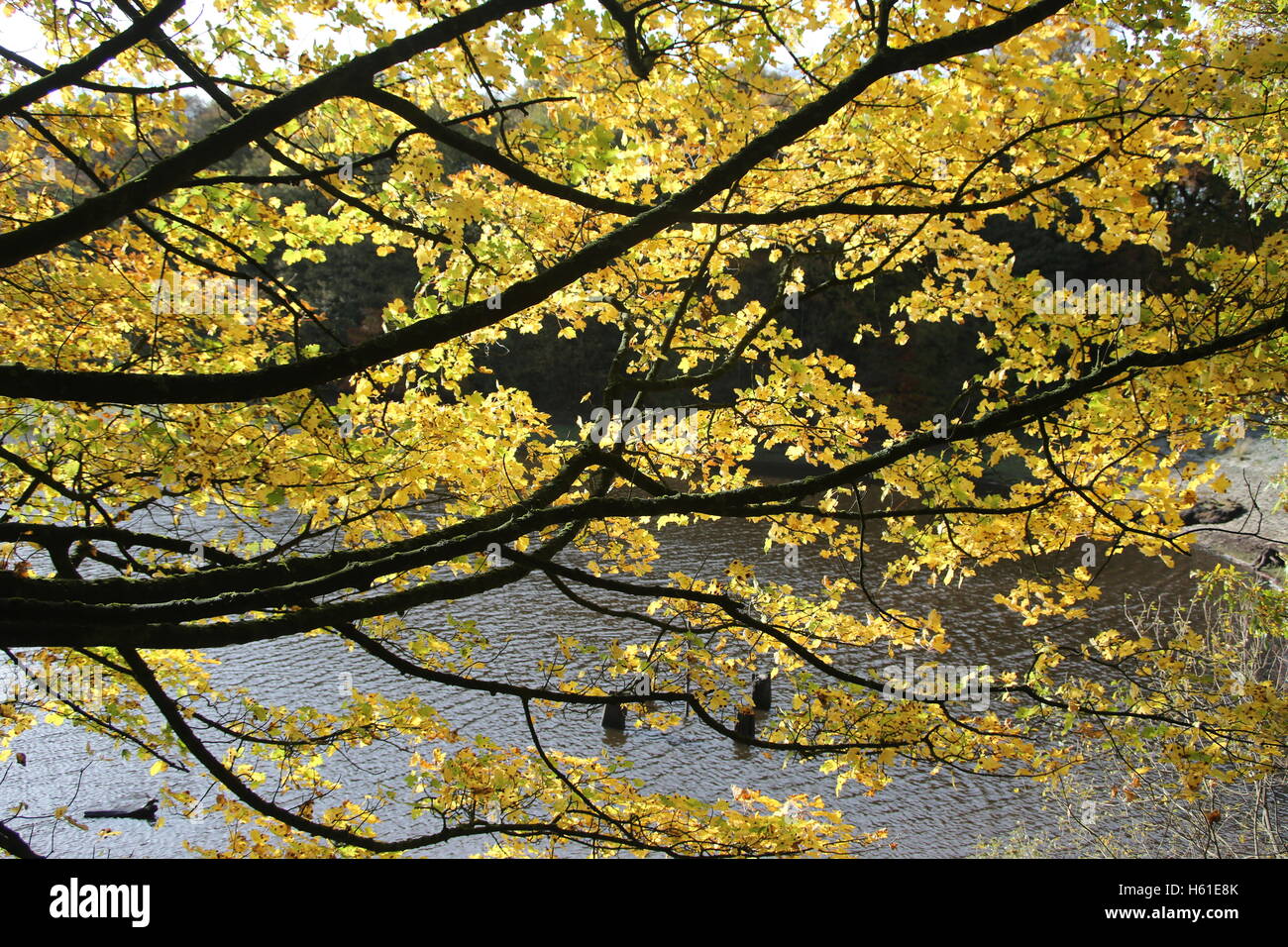 Autumn leaves over water Stock Photo - Alamy