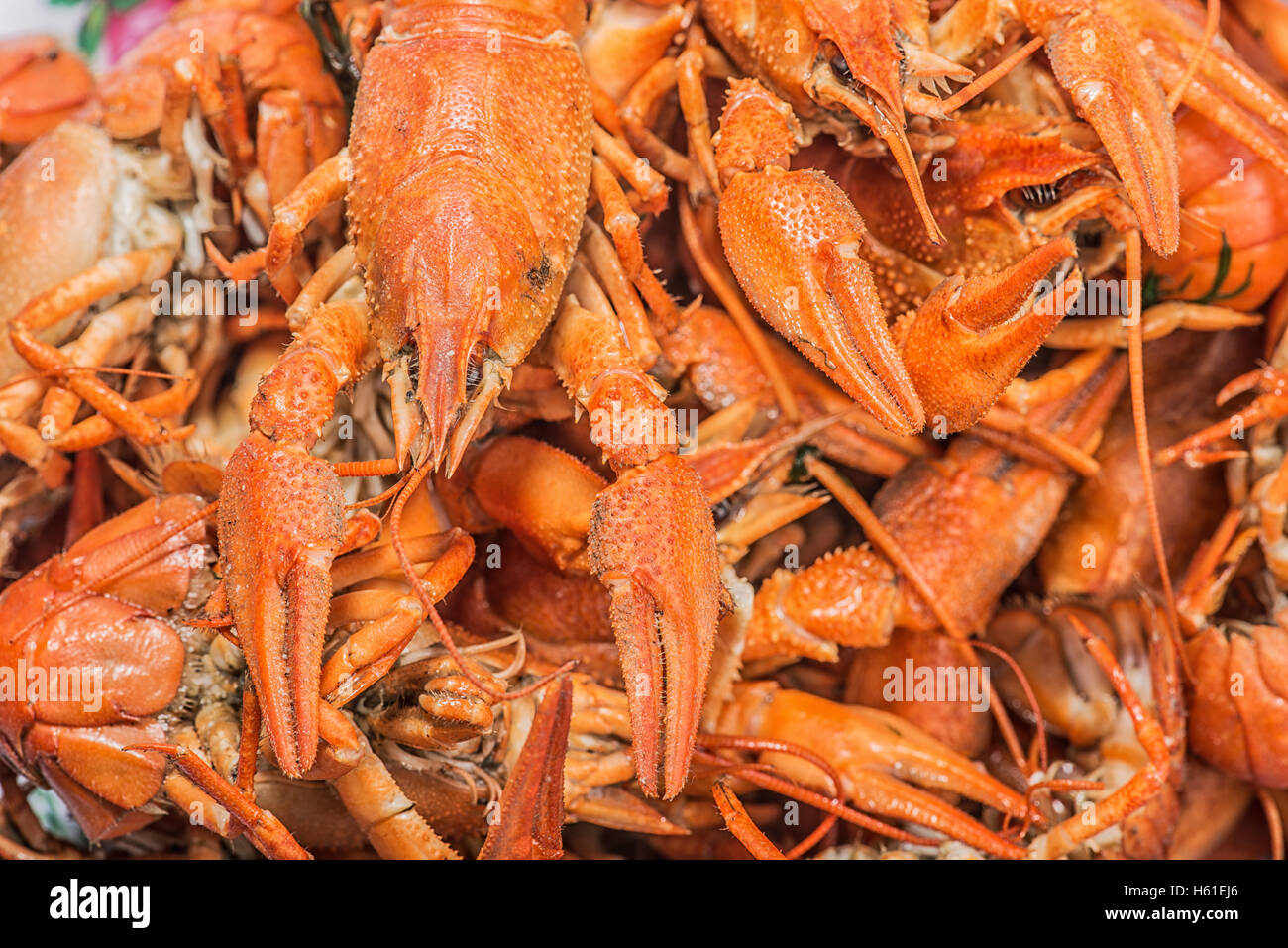 a lot of hot fresh boiled red crawfish Stock Photo - Alamy