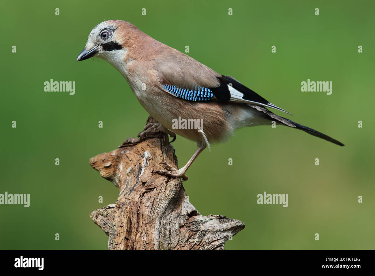 Eurasian jay uk hi-res stock photography and images - Alamy