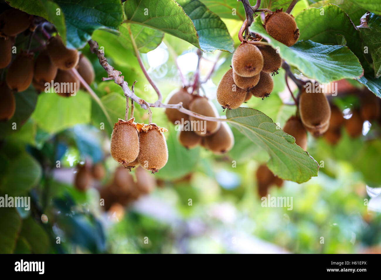 Kiwi tree garden hi-res stock photography and images - Alamy