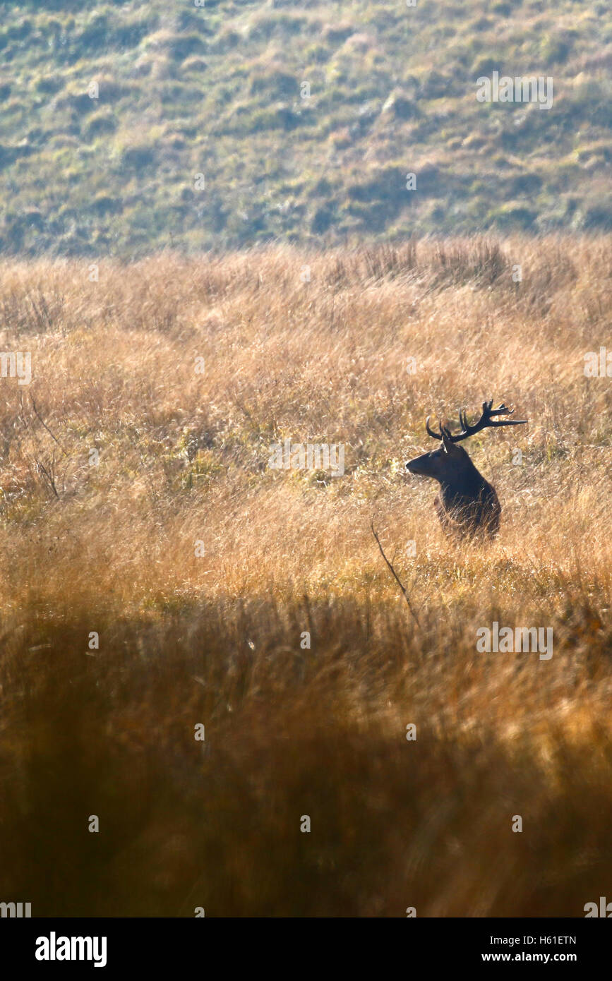 A magnificent Royal stag (12 pointer) holds a big herd of hinds which ...