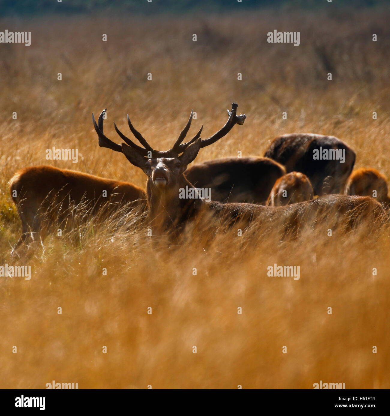 A magnificent Royal stag (12 pointer) holds a big herd of hinds which ...