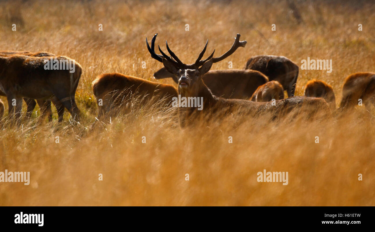 A magnificent Royal stag (12 pointer) holds a big herd of hinds which ...