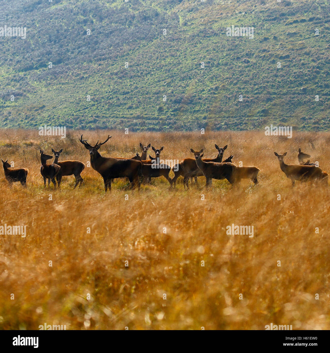 A magnificent Royal stag (12 pointer) holds a big herd of hinds which ...
