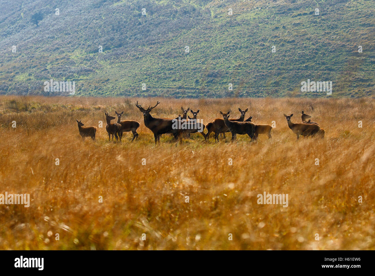 Strutting Red Deer Stag High Resolution Stock Photography and Images ...