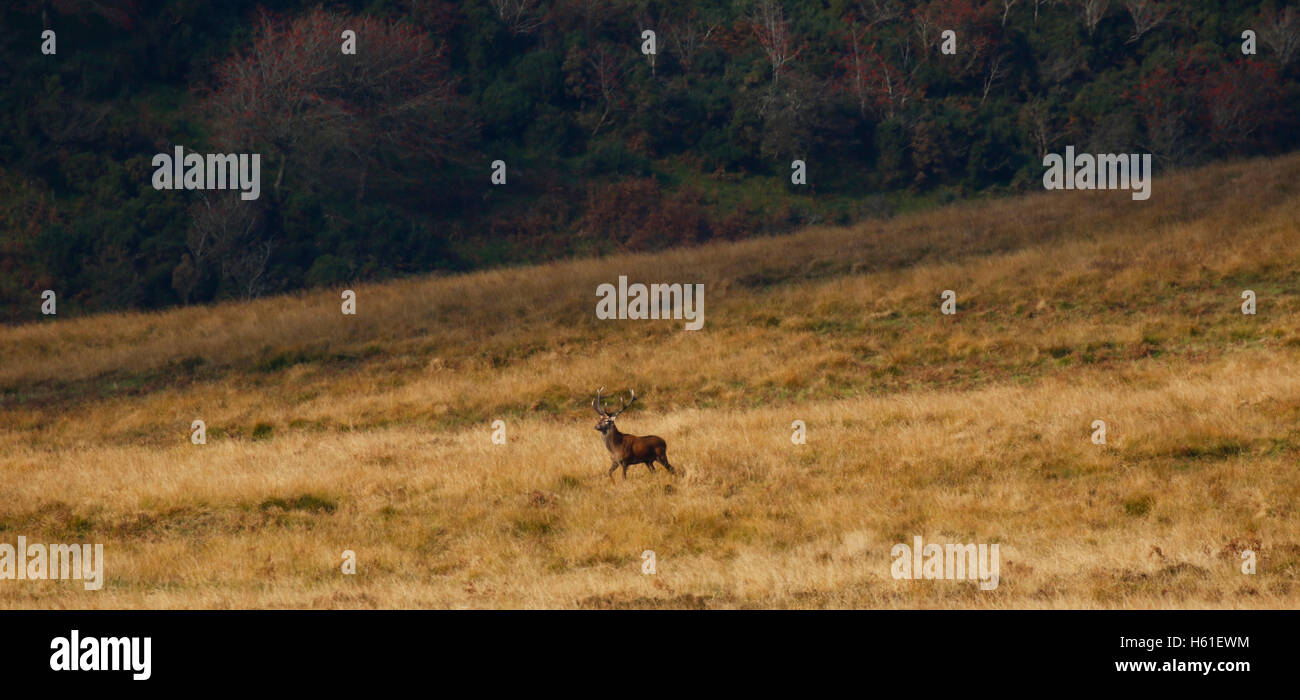 A magnificent Royal stag (12 pointer) holds a big herd of hinds which ...