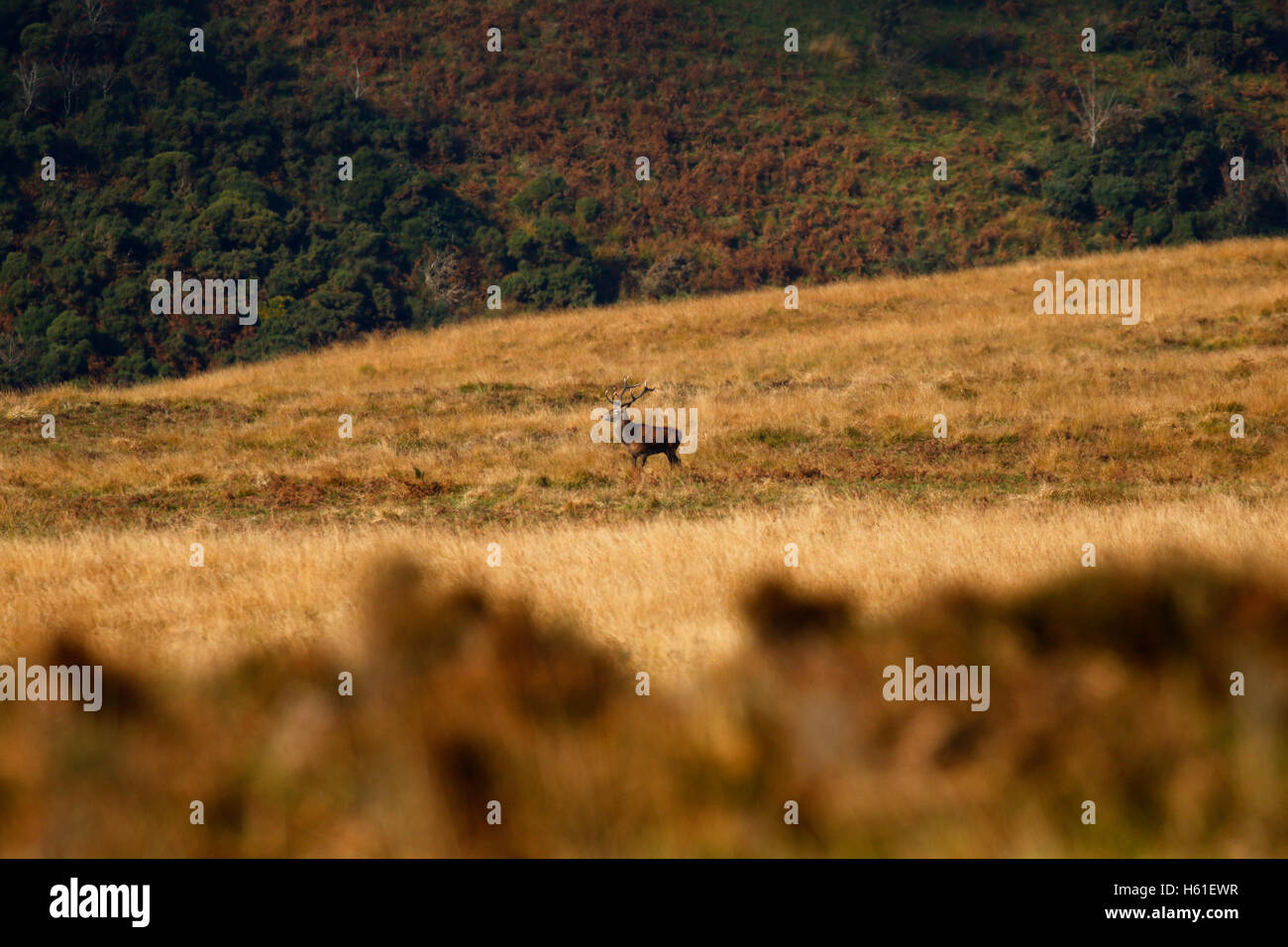 A magnificent Royal stag (12 pointer) holds a big herd of hinds which ...