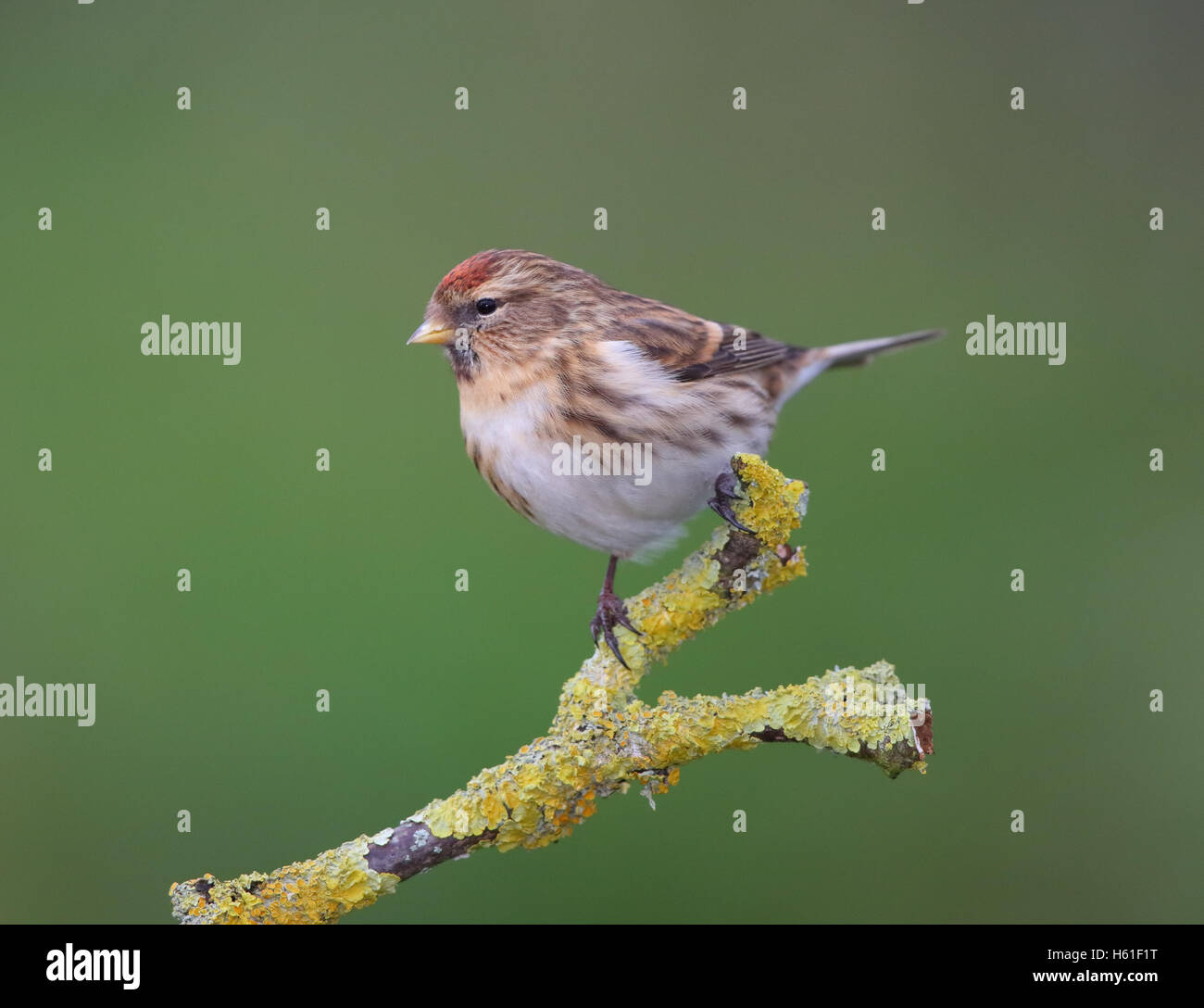 Common Redpoll "Carduelis flammea" in uk Stock Photo - Alamy