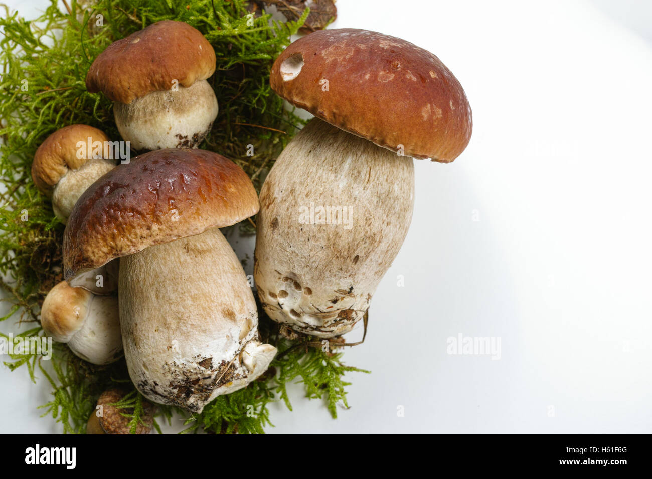 Fresh wild porcini mushrooms (boletus edulis) on white background copy ...