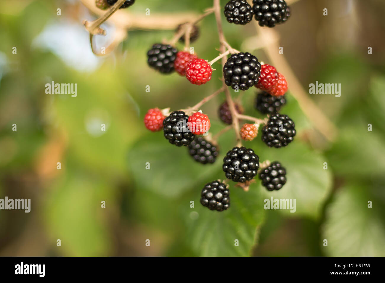 nice bokeh of autumn fruits Stock Photo - Alamy
