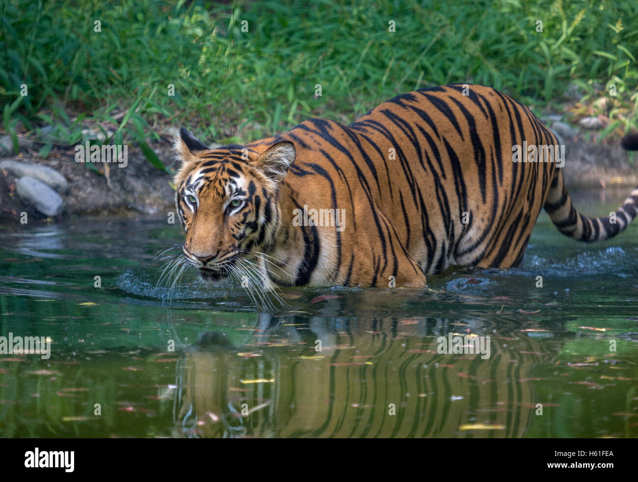 Bengal tiger walks through a water swamp Sunderban tiger reserve Stock ...