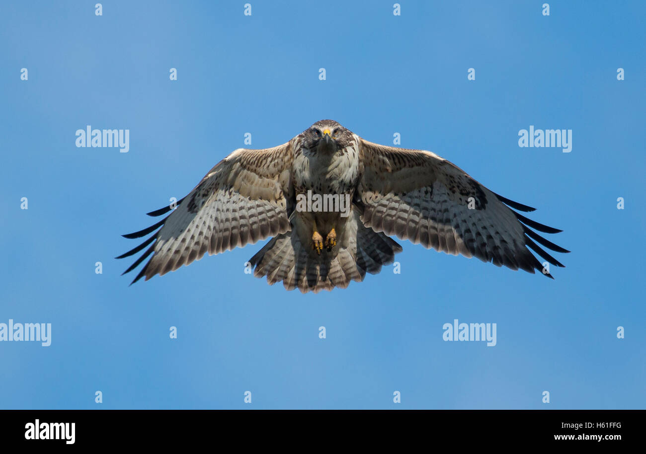 Buzzard uk hi-res stock photography and images - Alamy